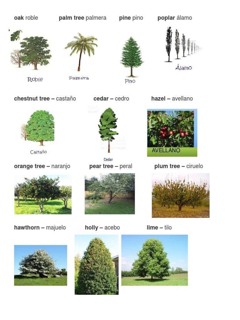 Ramas De Arboles En Ingles