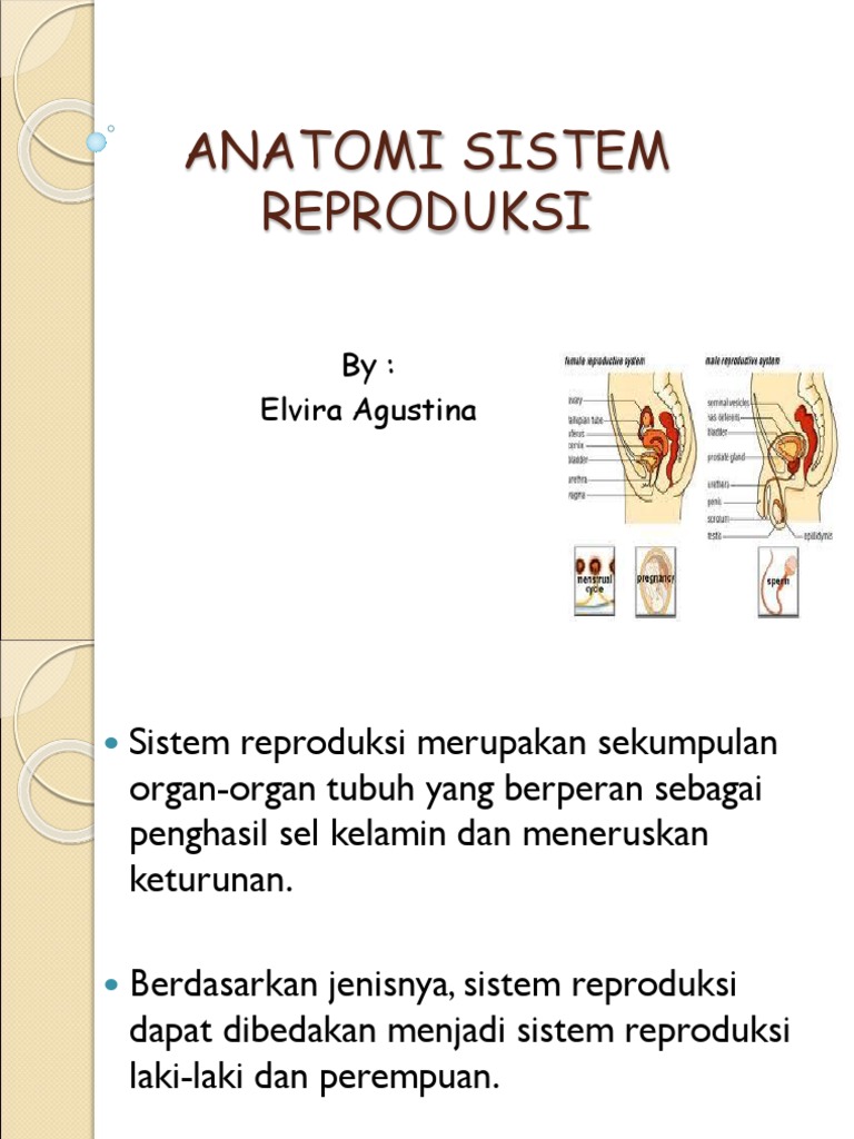 Anatomi Sistem Reproduksi | PDF