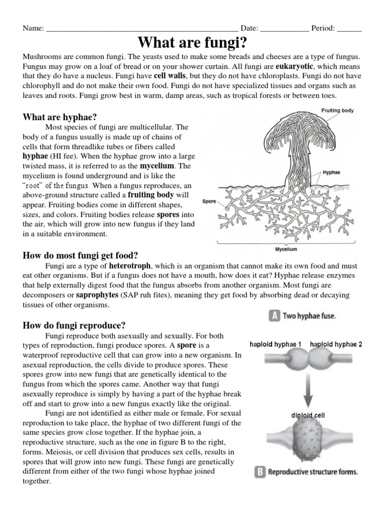 Fungi Types, Structures & Reproduction | PDF | Fungus | Reproduction