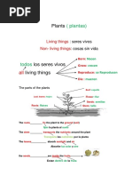 Las Plantas Vocabulary | PDF