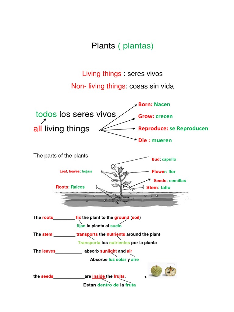 Tema de Las Plantas en Ingles | PDF | Tallo de la planta | Hoja