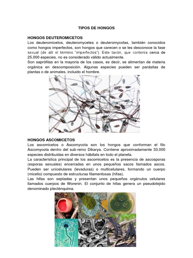Tipos de Hongos | PDF | Hongo | Biología