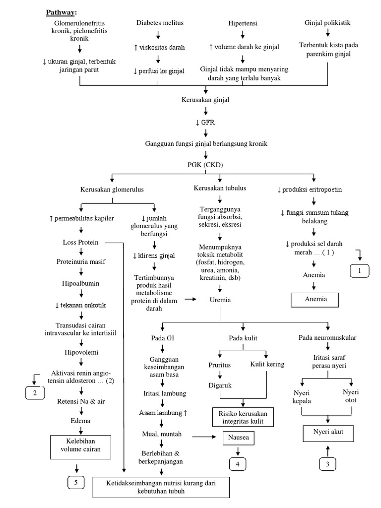 Pathway CKD | PDF