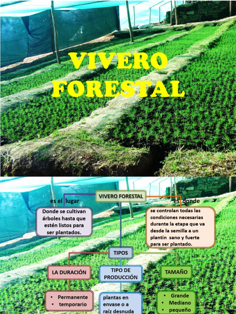 Vivero Forestal | PDF | Siembra | Germinación