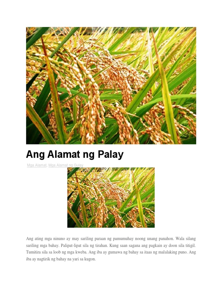 Ang Alamat NG Palay | PDF