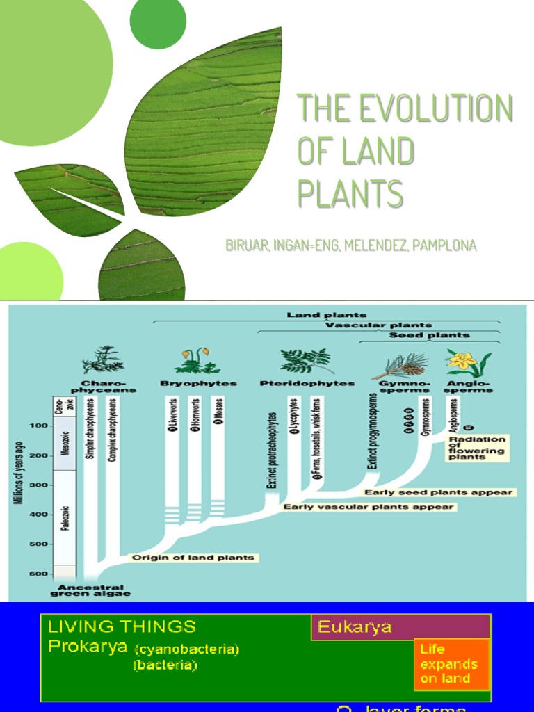Evolution of Land Plants | PDF | Plants | Flowers