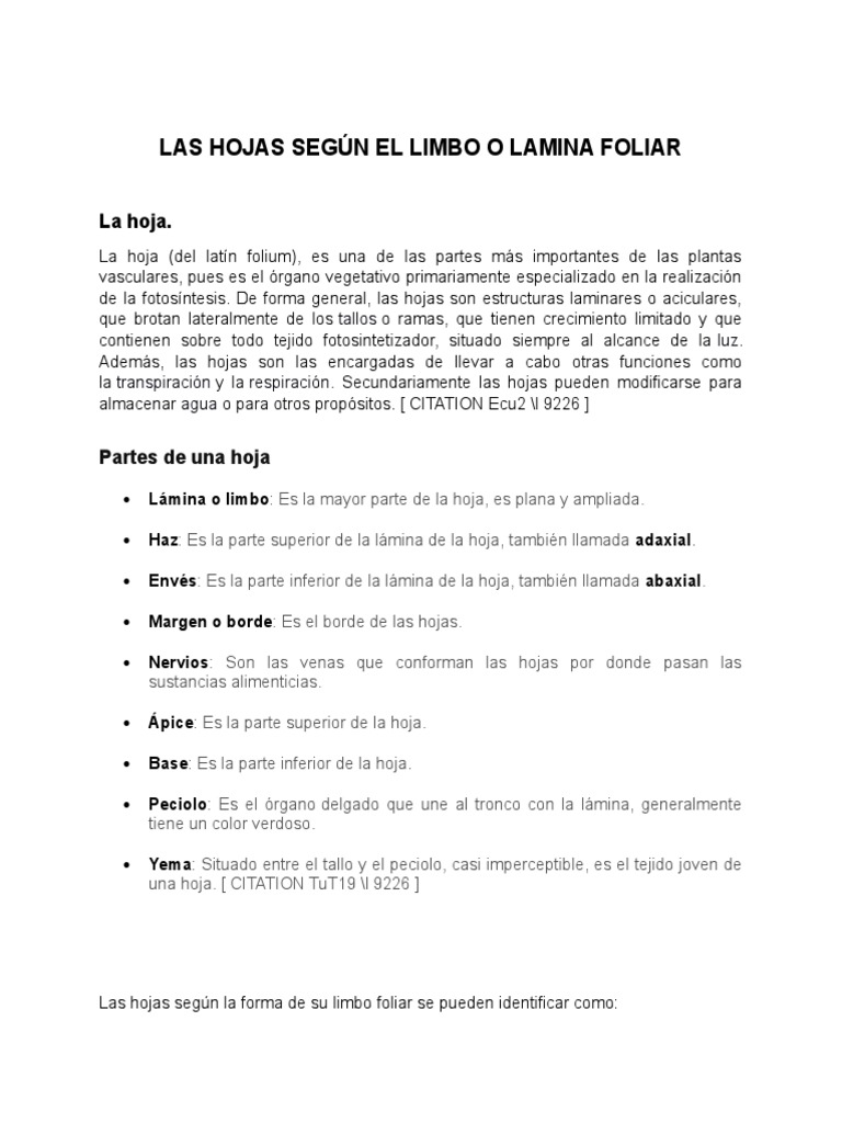 Las Hojas Segun Su Limbo | PDF | Hoja | Tallo de la planta