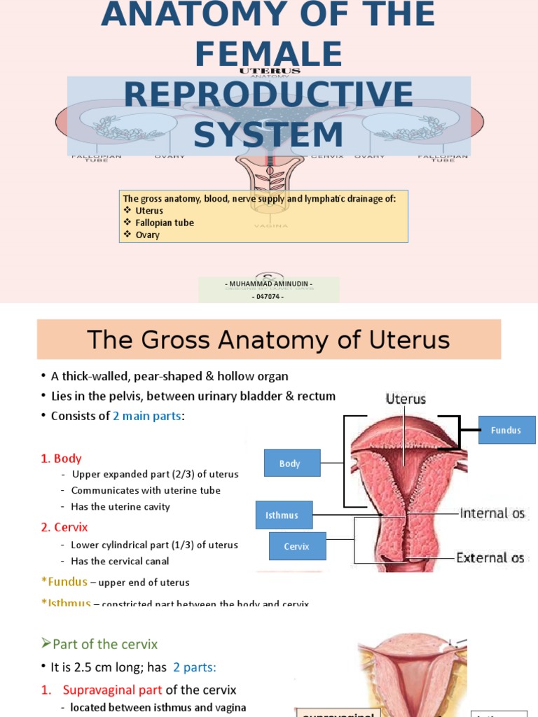 Anatomy of Female Reproductive System | Download Free PDF | Uterus | Ovary