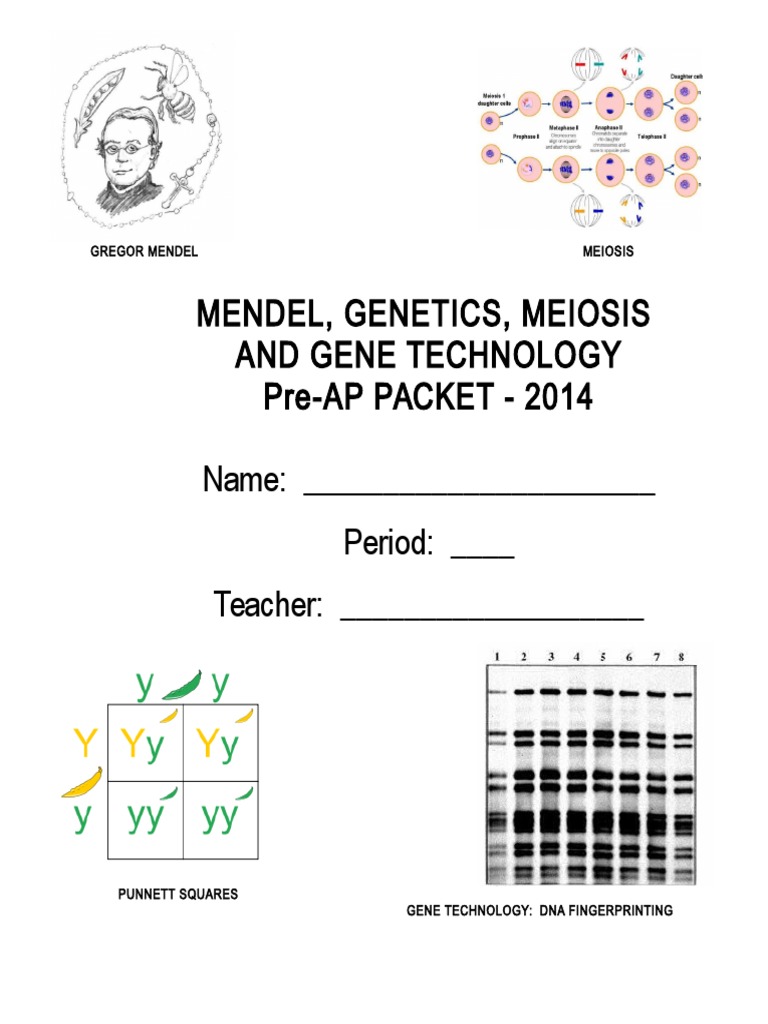 Pre-AP Mendel and Meiosis Packet | PDF | Dominance (Genetics) | Zygosity
