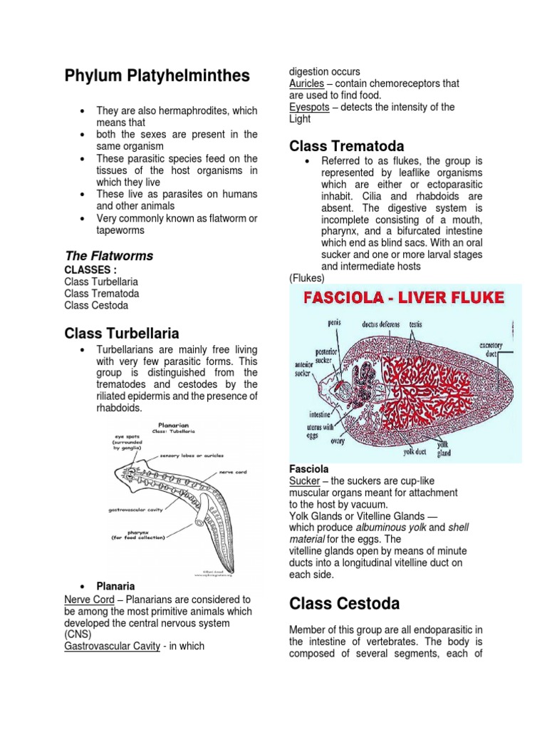 Phylum Platyhelminthes: Class Trematoda | PDF | Nematode | Organisms