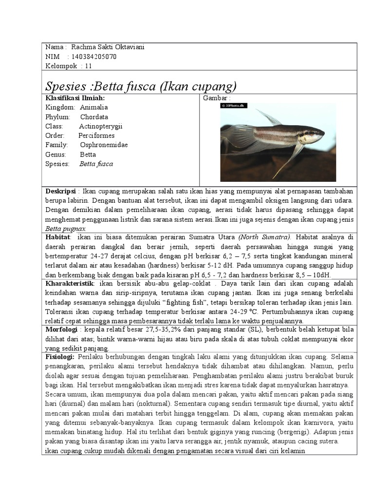 Ikan Cupang Betta Fusca | PDF
