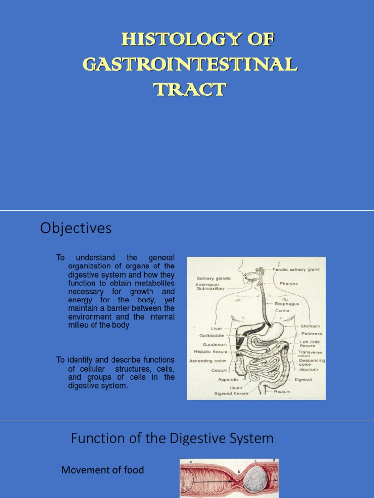 Histology Digestive System | PDF | Gastrointestinal Tract | Stomach
