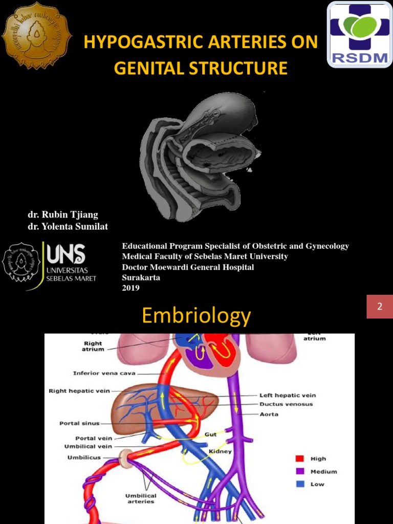 Hypogastric Arteries Branch | PDF | Uterus | Pelvis