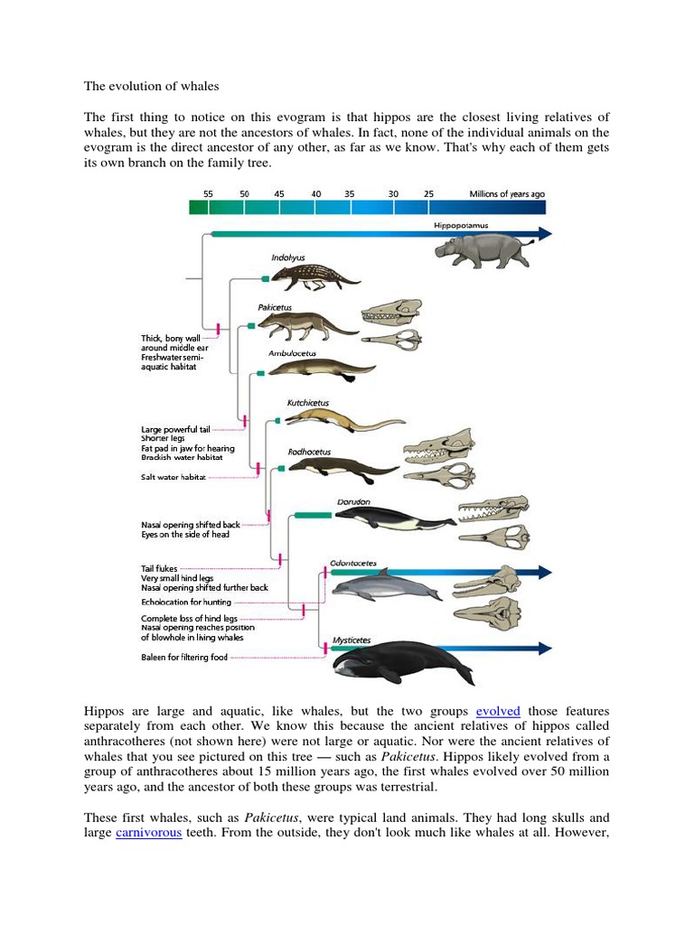 The Evolution of Hippos (Indonesian Translation) | PDF | Cetacea ...