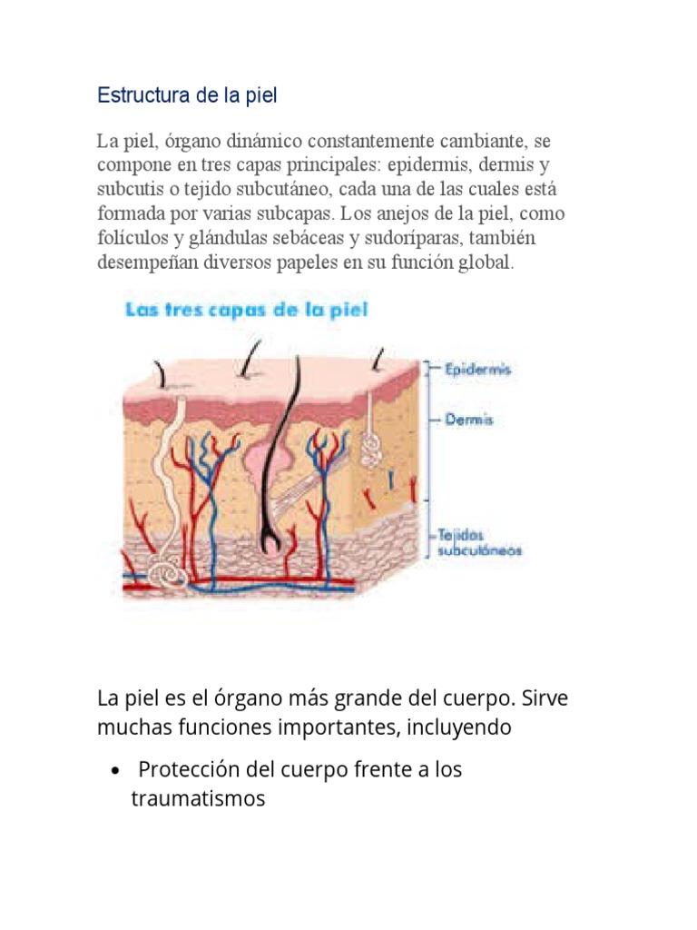 Estructura de La Piel | PDF | Piel | Epidermis