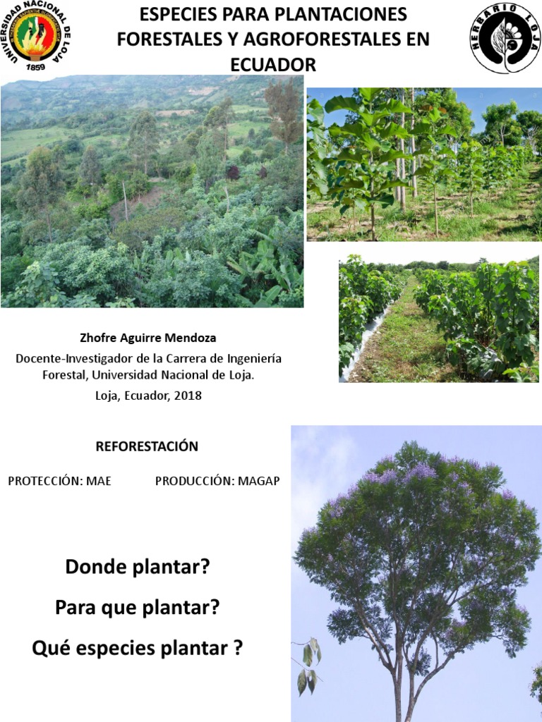 Especiesparareforestaciny SAFEcuador 2018 | PDF | Botánica | Forma de ...