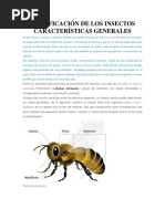 Principales Ordenes de Los Insectos | PDF | Insectos | Mosca