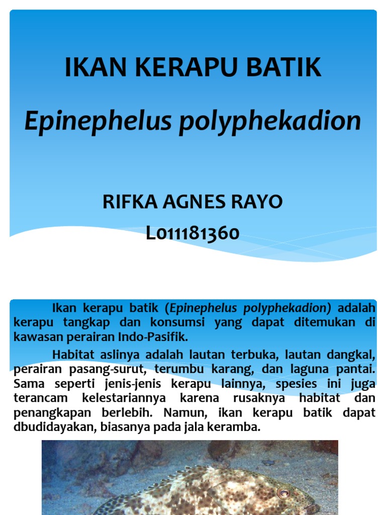 Ciri dan Klasifikasi Ikan Kerapu Batik | PDF