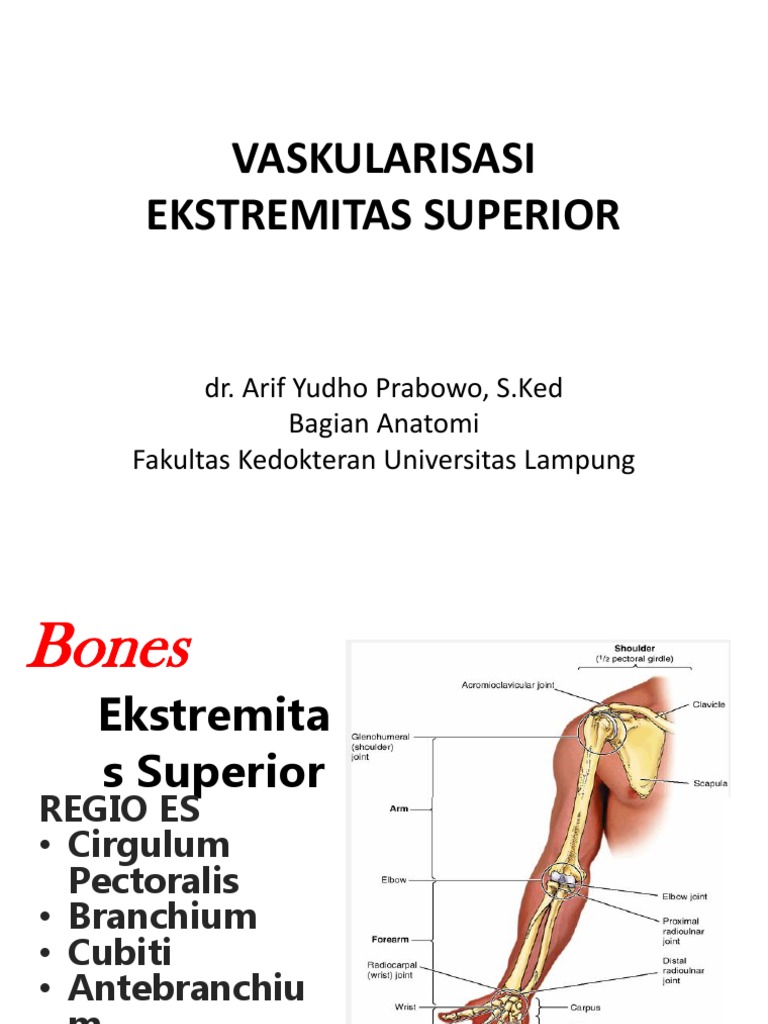 Vaskularisasi Extremitas | PDF