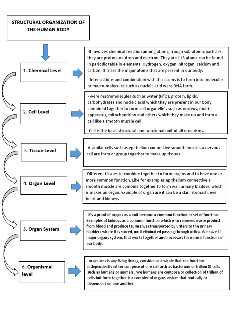 Chemical Level: Structural Organization of The Human Body | PDF | Cell ...