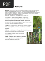 Mga Uri NG Kawayan | PDF