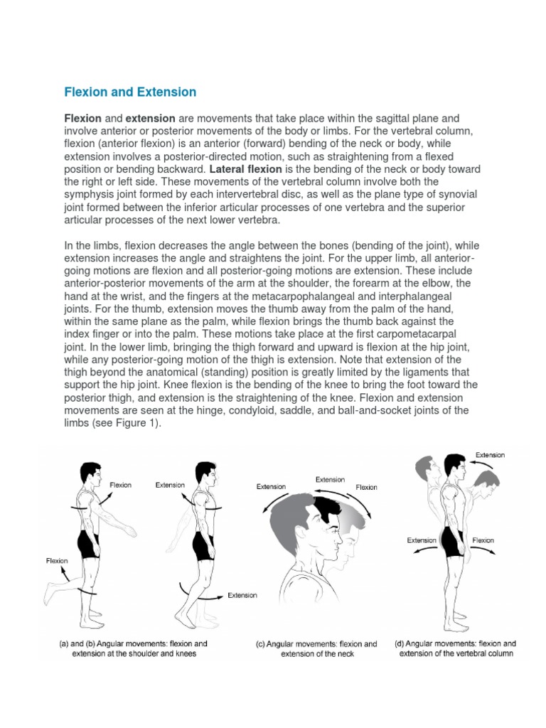 Flexion and Extension | PDF | Anatomical Terms Of Motion | Anatomical ...