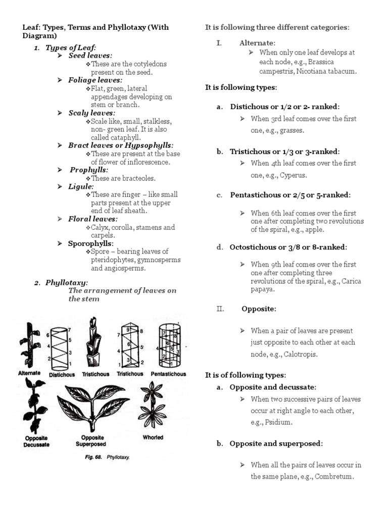 Phyllotaxy of Leaf | PDF | Leaf | Plant Morphology