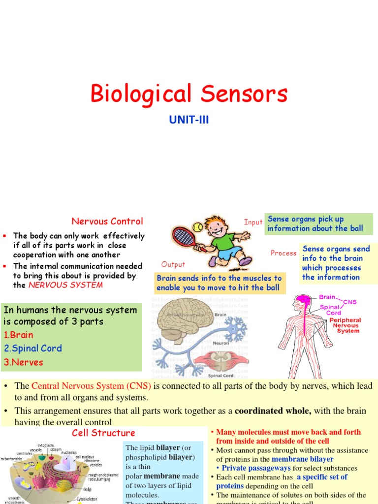 Biological Sensors: Unit-Iii | PDF | Stimulus (Physiology) | Action ...