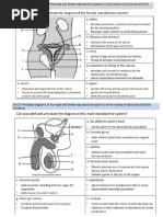 Male and Female Reproductive System Quiz | PDF | Reproductive System ...
