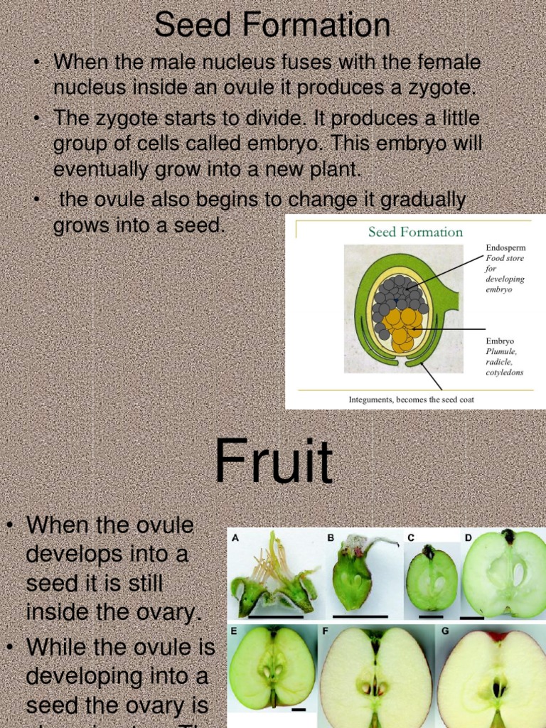 Fruit and Seed Formation Explained | PDF | Seed | Fruit