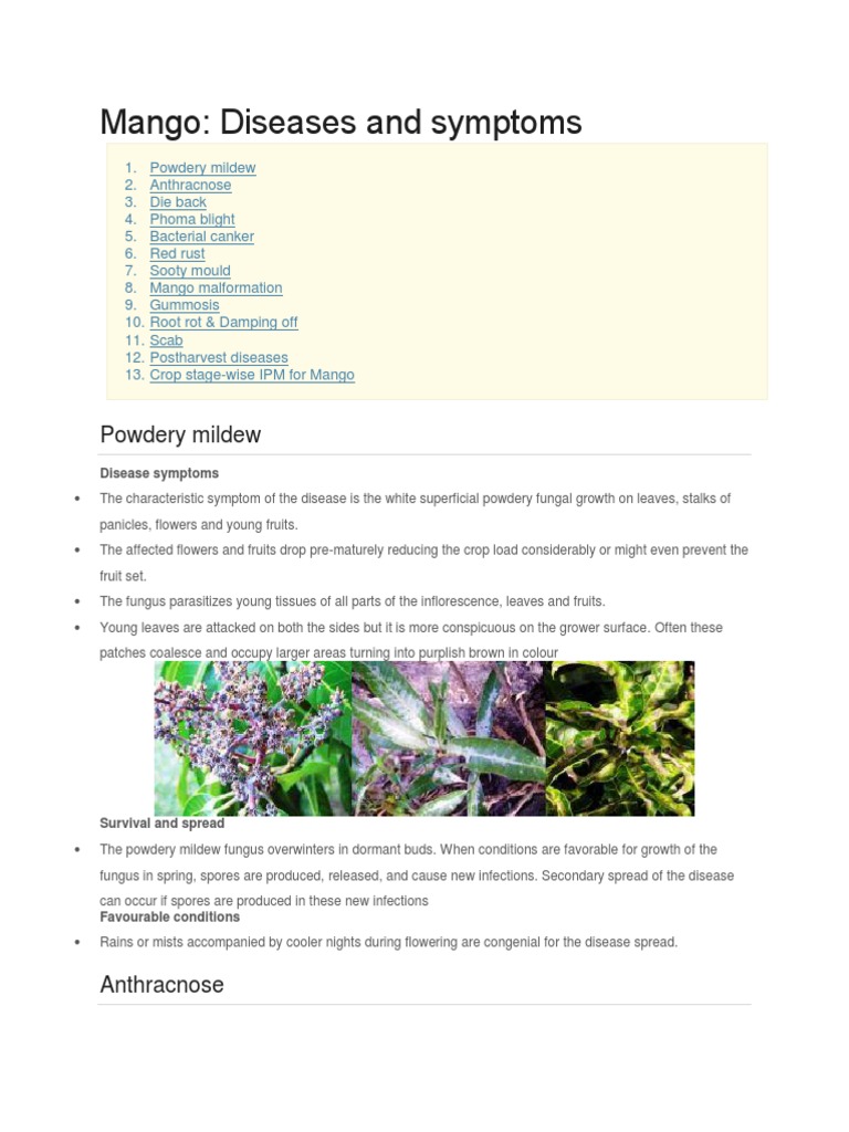 Mango Powdery Mildew Symptoms and Cycle | PDF | Organisms | Botany