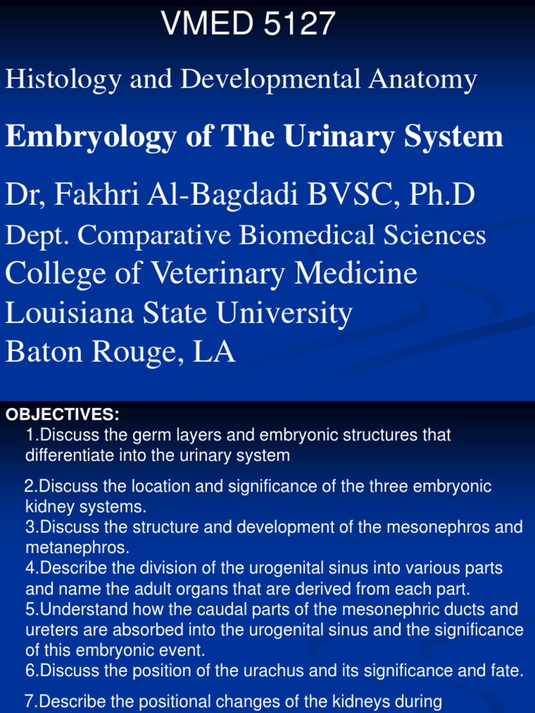 Urinary System Embryology Overview | PDF | Kidney | Urinary Bladder