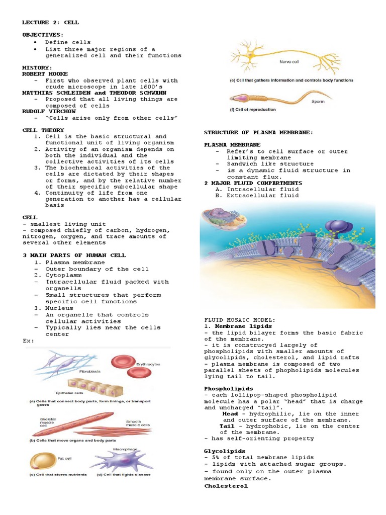 3 Main Parts of Human Cell | PDF | Cell Membrane | Endoplasmic Reticulum