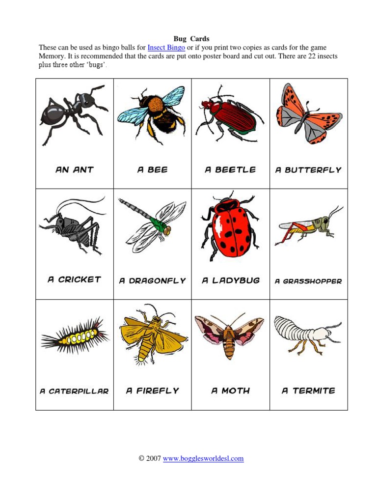 Insect Bingo: Bug Cards | PDF