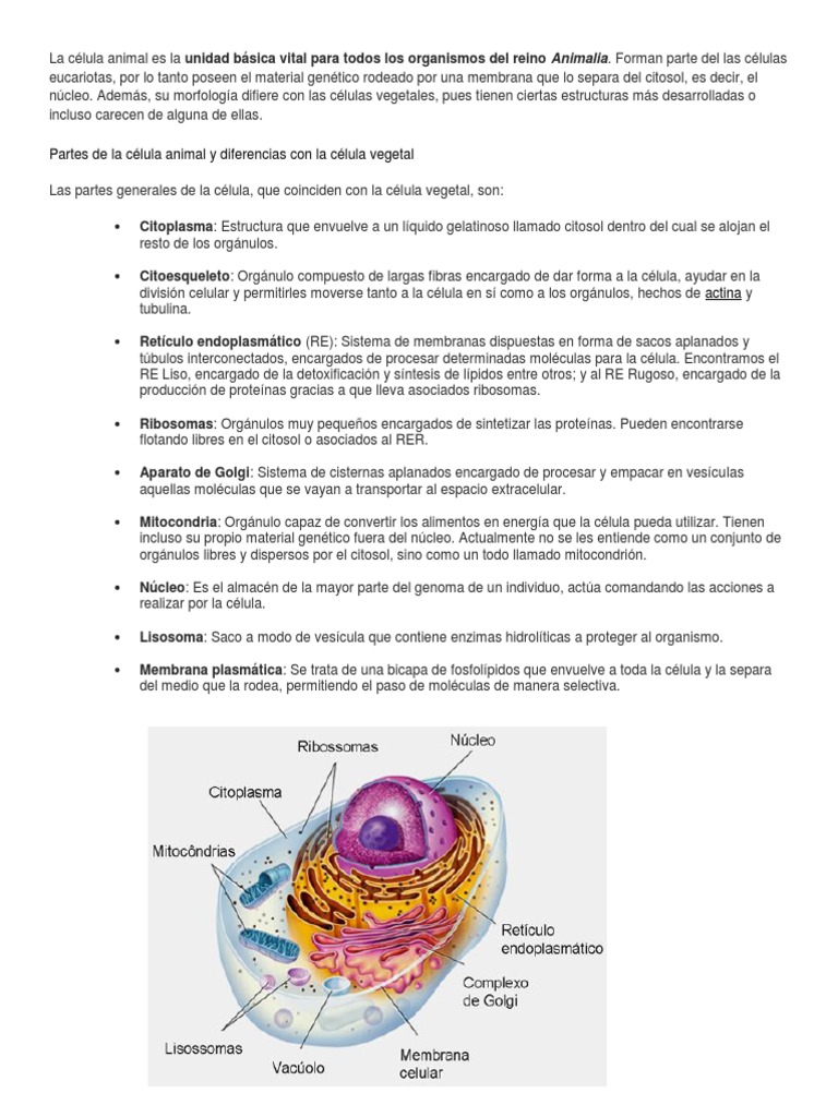 La Célula Animal | PDF | Biología Celular) | Retículo endoplásmico