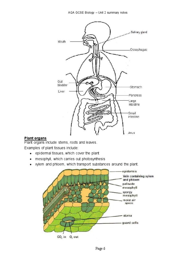 AQA GCSE Biology - Unit 2 Summary Notes | PDF | Photosynthesis | Plants