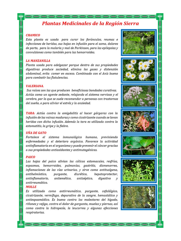 Plantas Medicinales de La Sierra | PDF | Especialidades Medicas ...