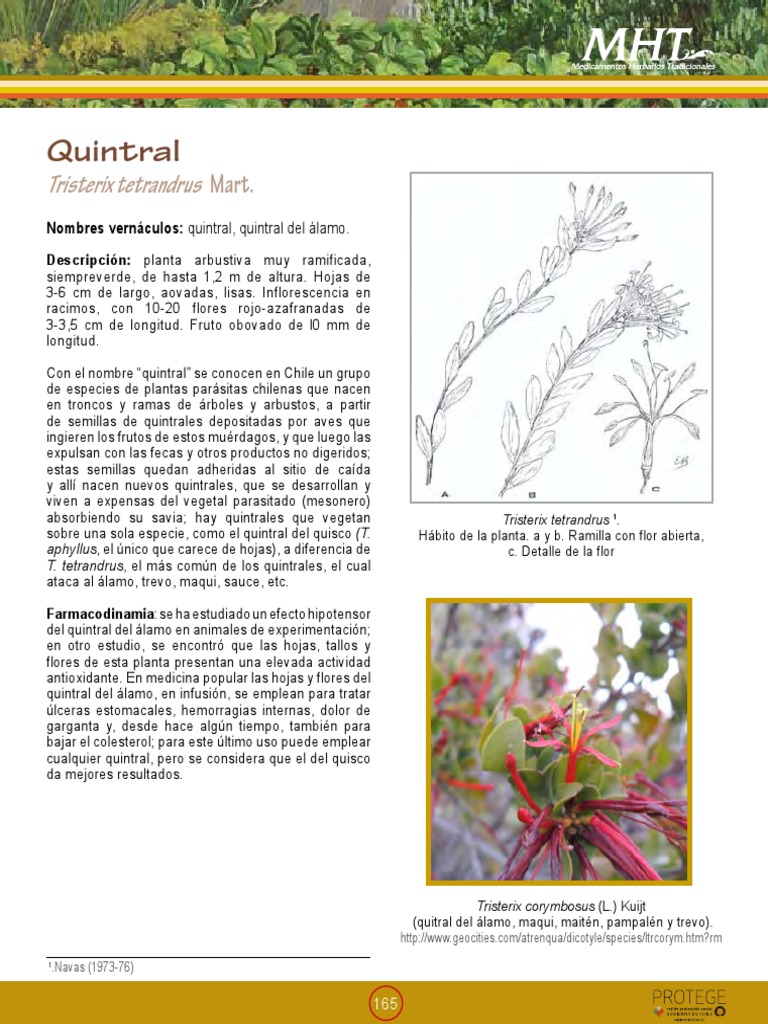 Beneficios y usos del quintral de maqui | PDF | Botánica | Plantas