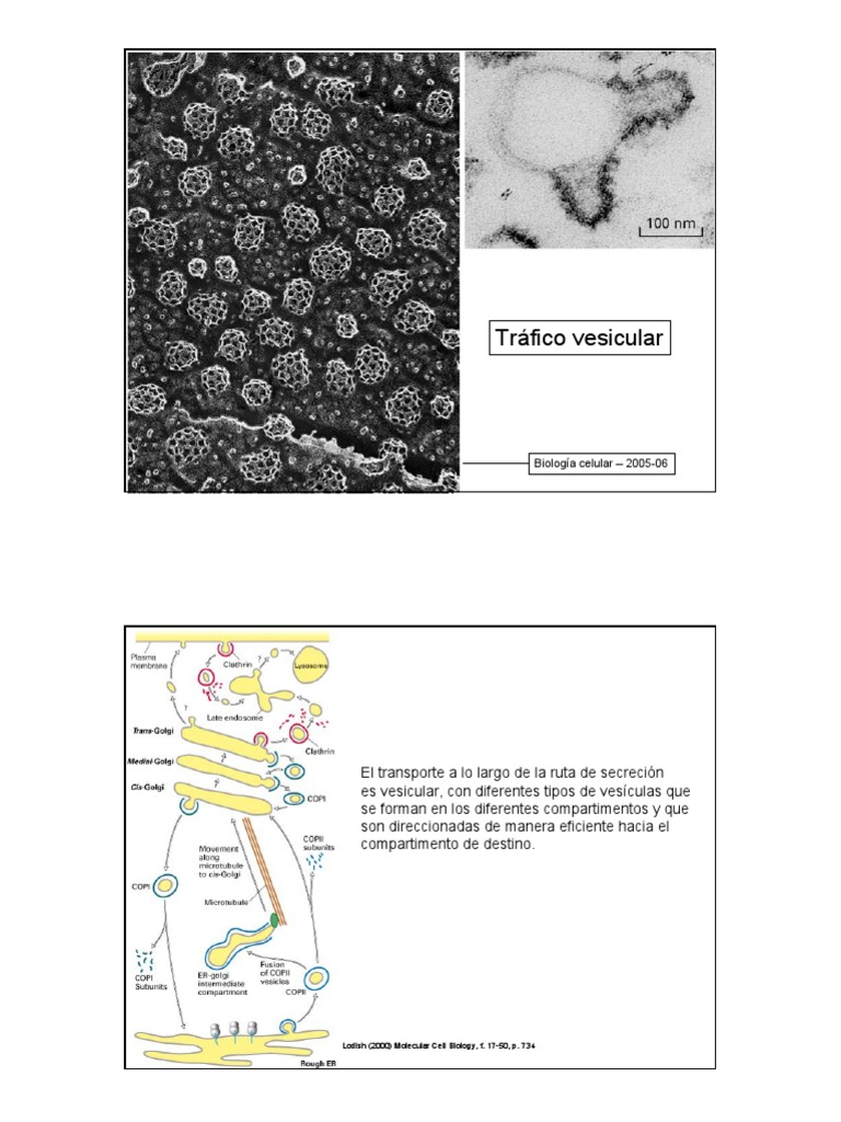 T 14 Trafico Vesicular 05 06 | PDF | Retículo endoplásmico | Biología ...