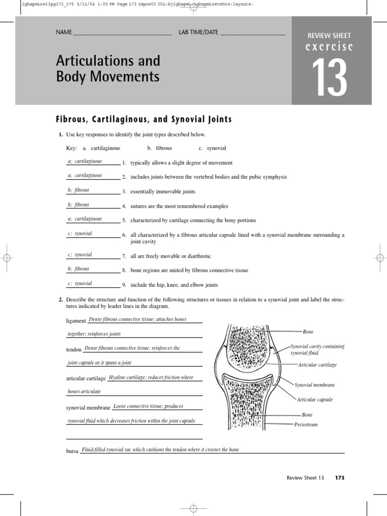 Joints | PDF | Anatomical Terms Of Motion | Cartilage