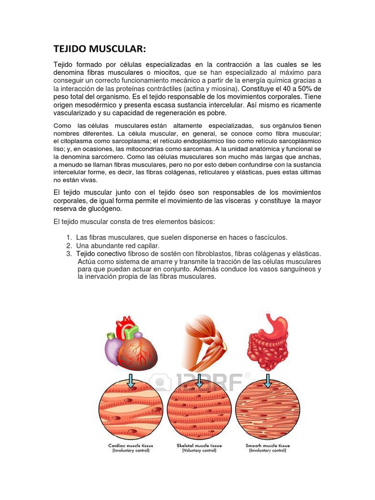 Celulas Musculares y Tejidos Musculares | PDF