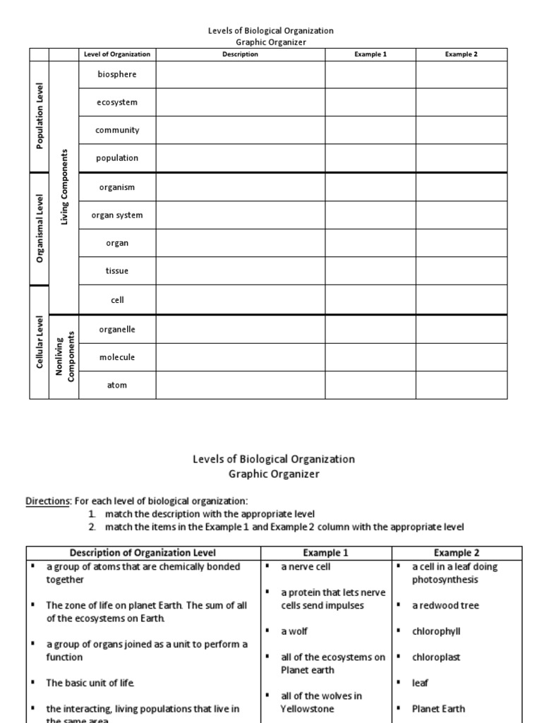 Level of Biological Organization Graphic Organizer PDF | PDF | Leaf | Life