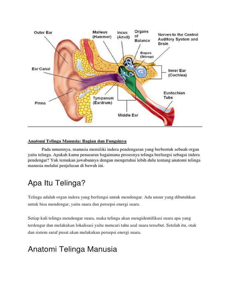 Anatomi Telinga Manusia | PDF