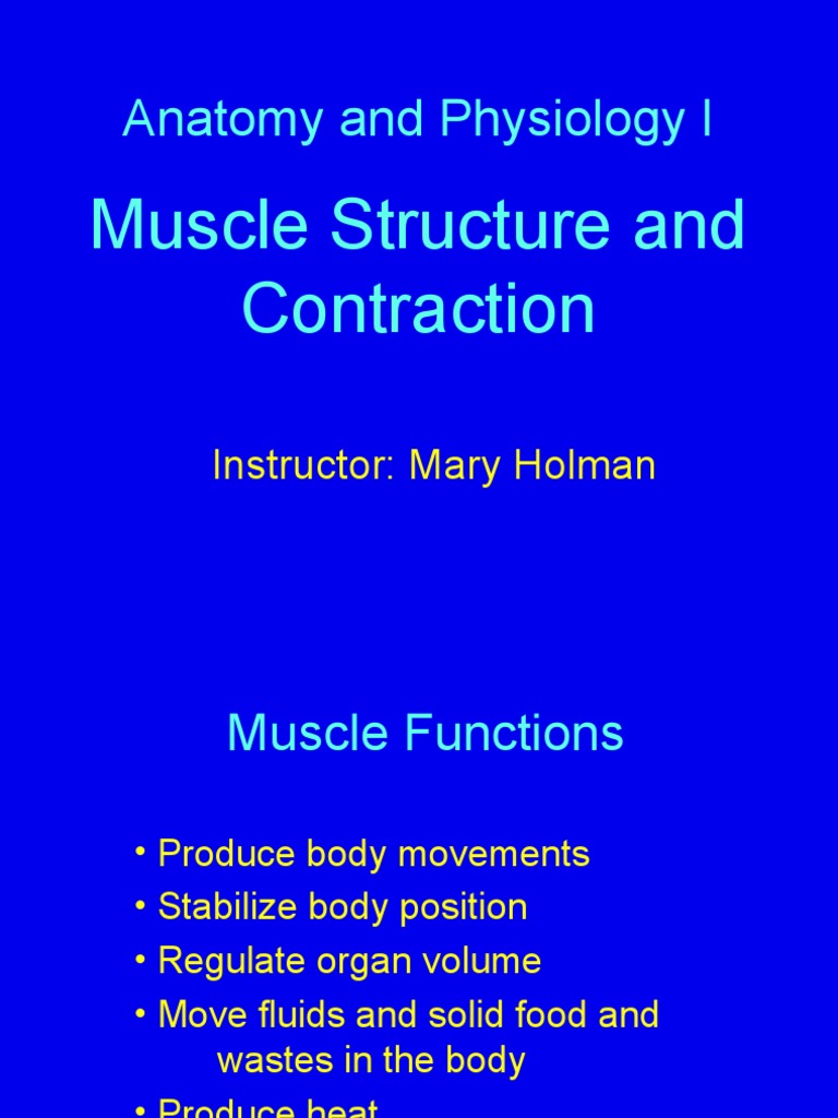 Anatomy and Physiology I: Muscle Structure and Contraction | PDF ...