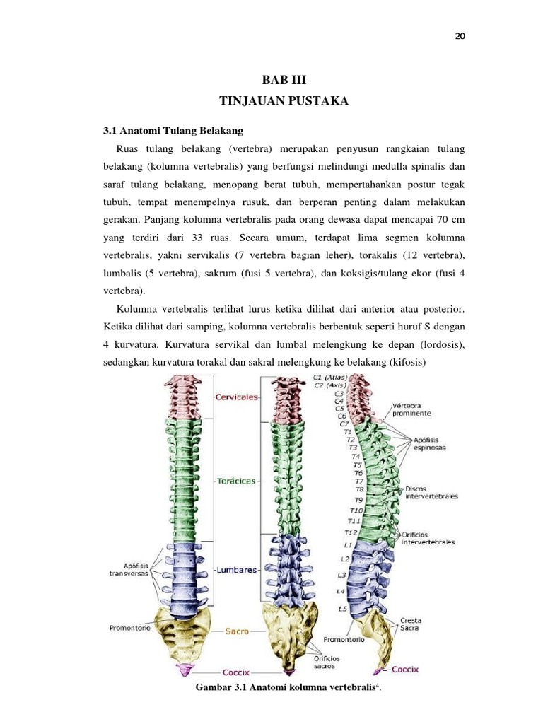 Anatomi dan Spondilitis TB | PDF