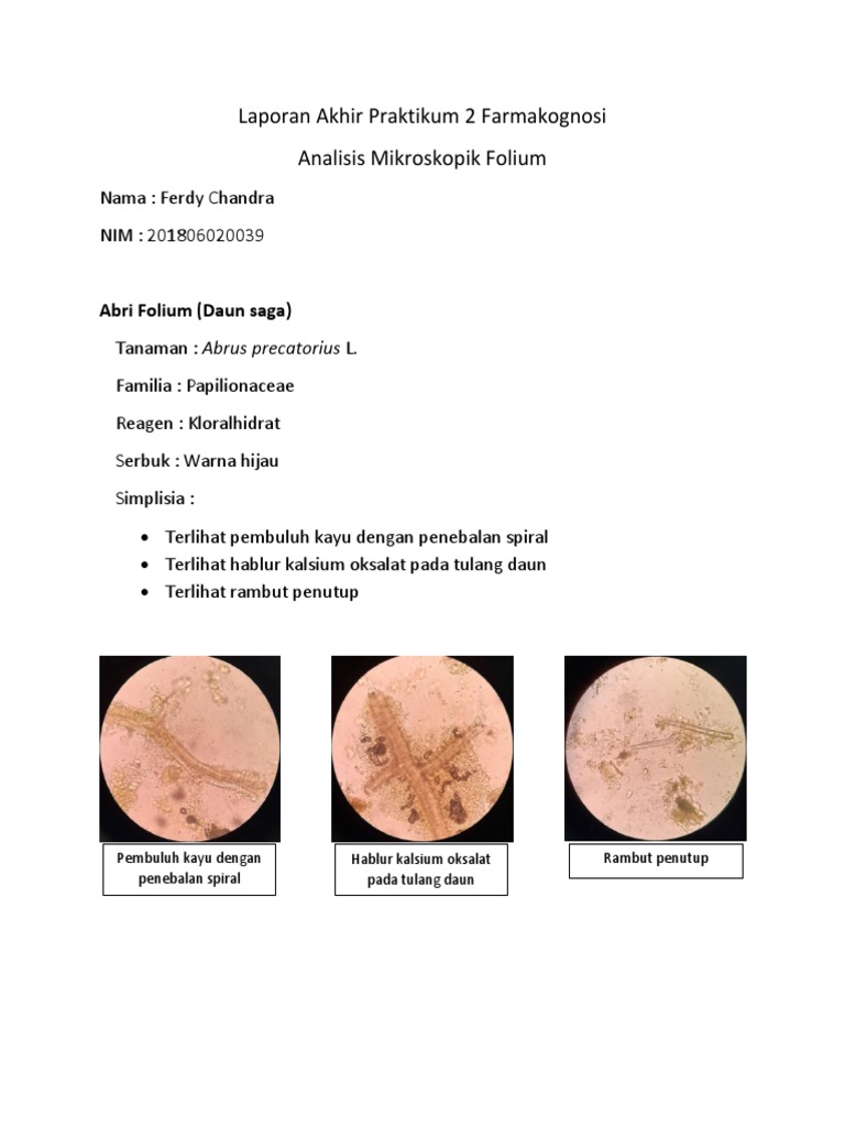 Laporan Akhir Praktikum 2 Farmakognosi Analisis Mikroskopik Folium | PDF