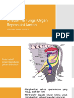 Gambar Alat Reproduksi Sapi Betina | PDF