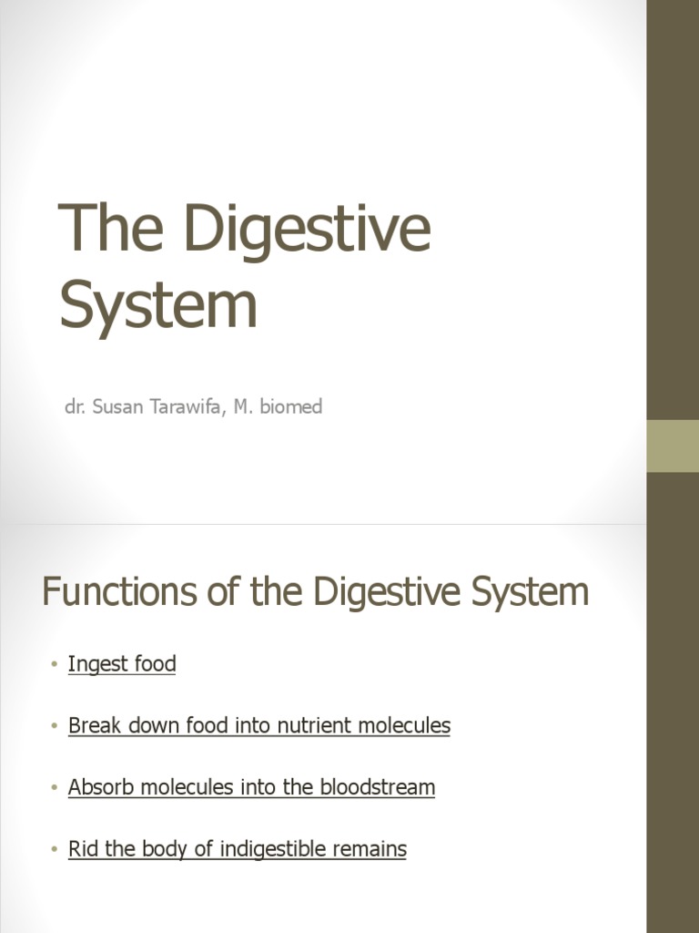 Anatomy and Functions of the Digestive System | PDF | Stomach | Digestion