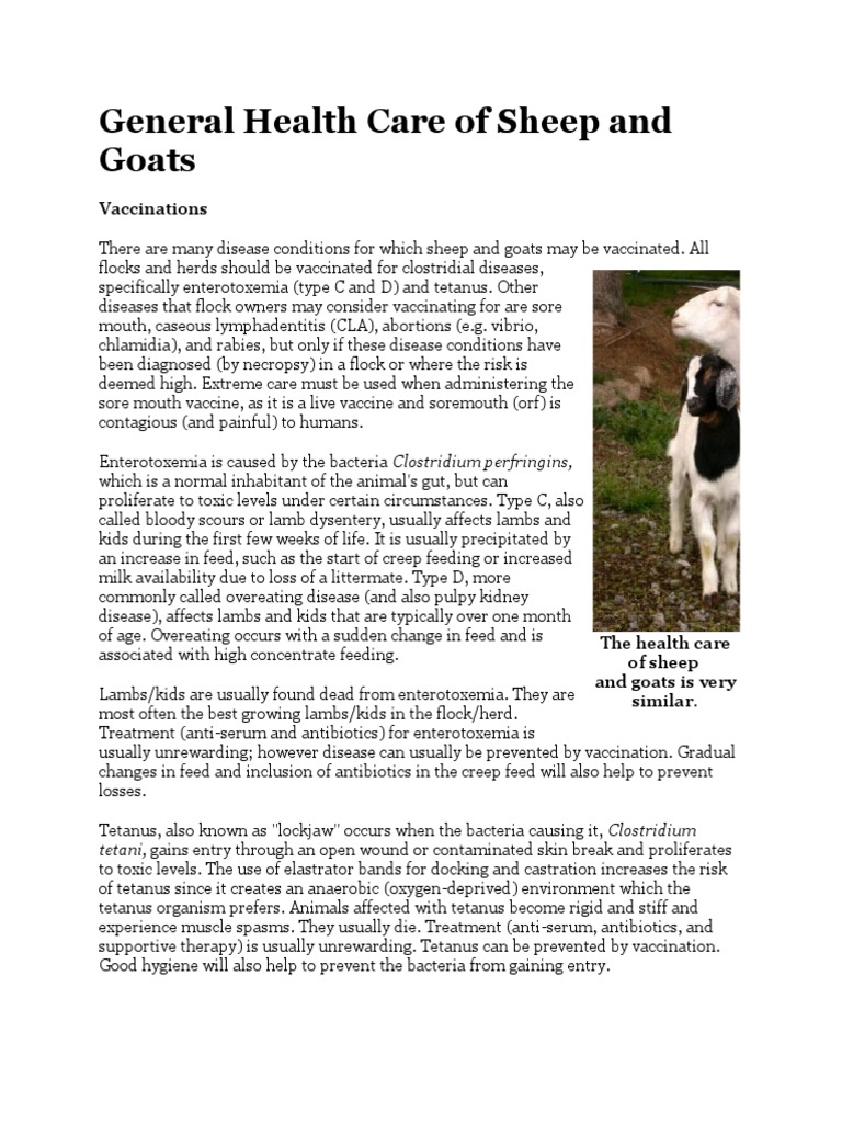 General Health Care of Sheep and Goats: Vaccinations | PDF | Office ...