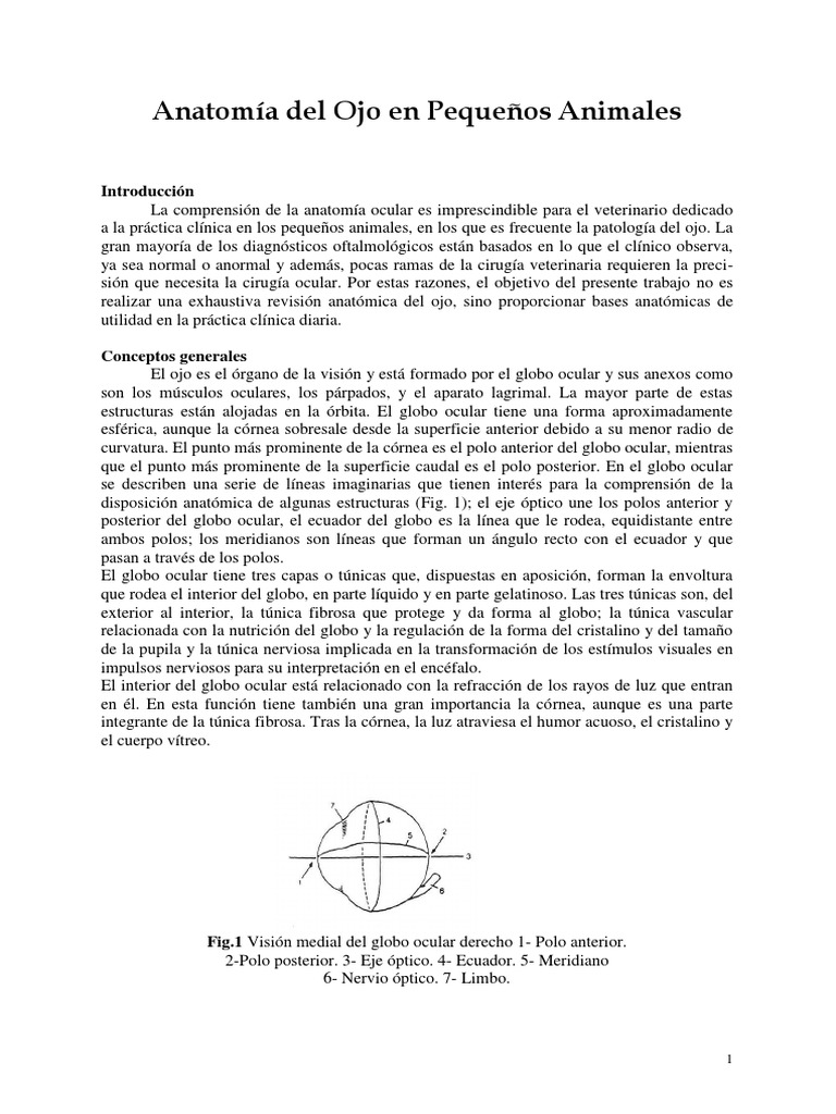 Anatomía del Ojo en Animales Pequeños | PDF | Córnea | Ojo humano